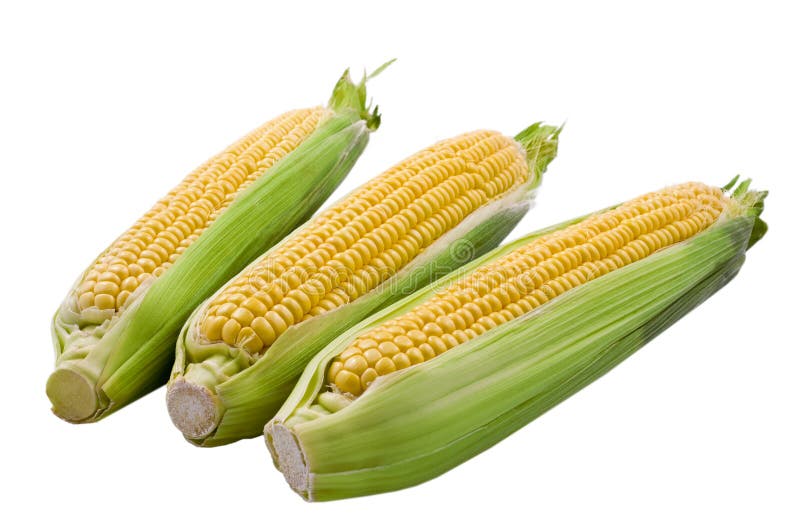 3 cob corn isolated stock photo. Image of healthy, ingredient - 11140804