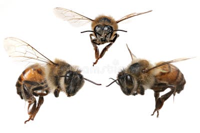 3 Different Angles of a North American Honey Bee Stock Photo - Image of ...