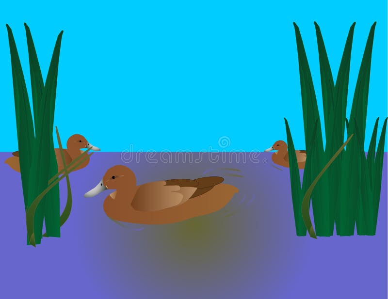 Marsh Ducks Stock Illustrations – 54 Marsh Ducks Stock Illustrations ...