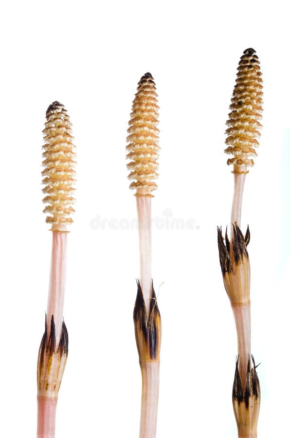 Tres Flores De Cola De Caballo Aisladas Sobre Fondo Blanco Equisetum ...