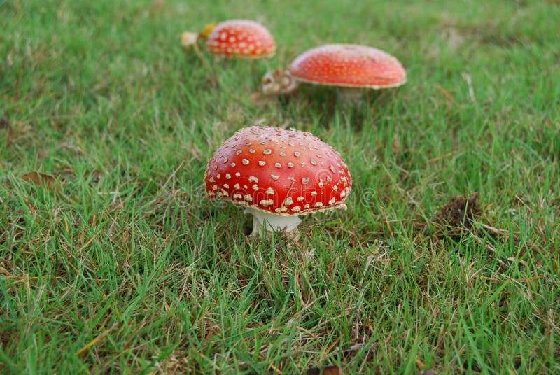 3 fly agaric Mushrooms stock photo. Image of mushroom - 3601092