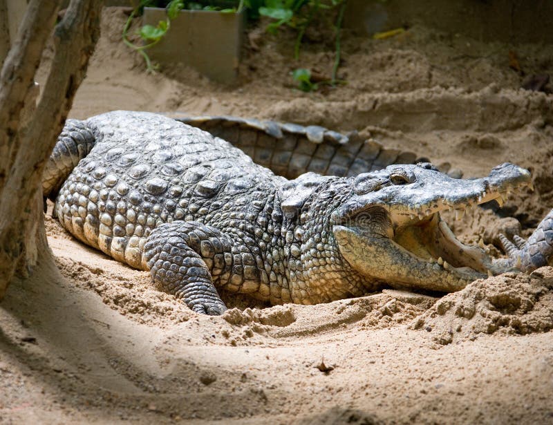 Gavial Falso (schlegelii Del Tomistoma) Imagen de archivo - Imagen de ...