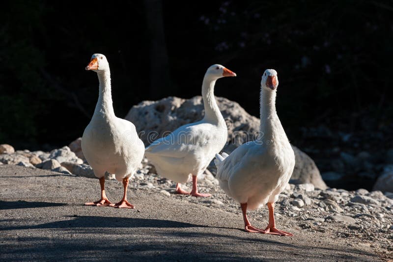 3 Geese stock image. Image of white, bill, greece, gans - 26524469