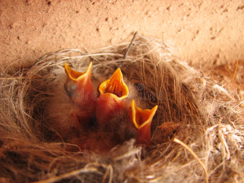 Pasgeboren vogels in nest stock foto. Image of bekken - 14050594