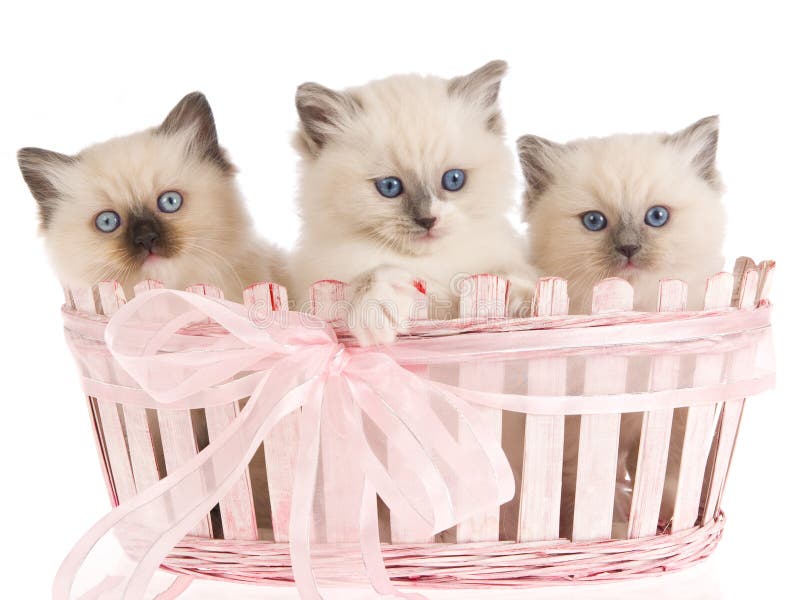 3 Jolis Chatons De Ragdoll Dans Le Panier Rose Image stock - Image du ...