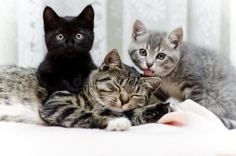 3 katten stock foto. Image of zoet, drie, slaap, katje - 27325152