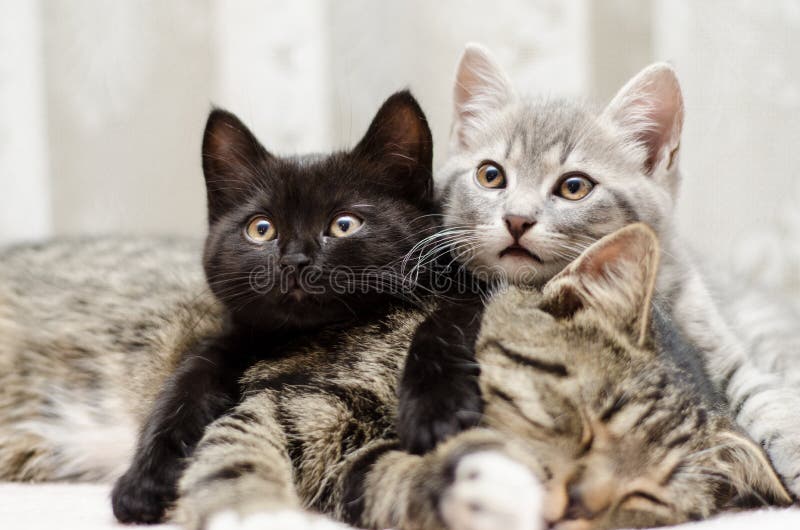 3 Katzen stockfoto. Bild von augen, kätzchen, drei, nett - 27325234