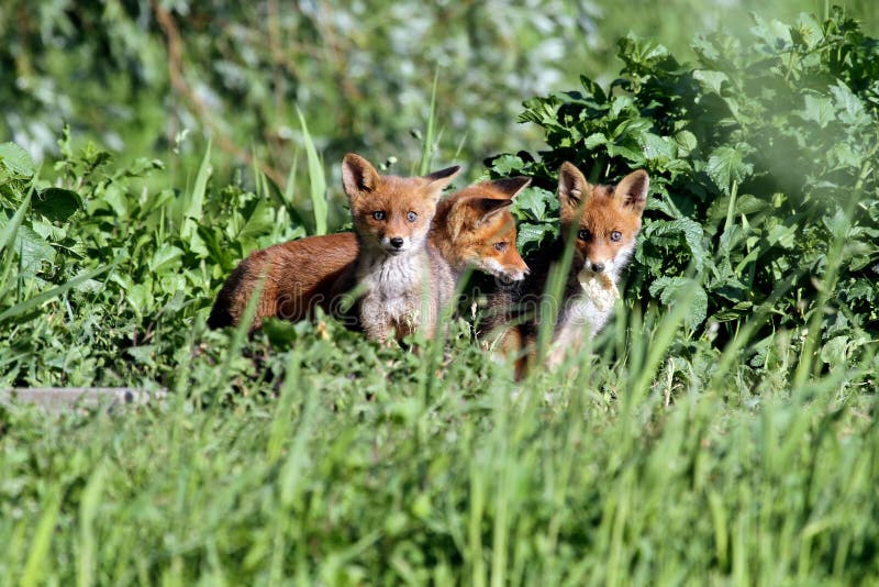 Three Foxes Stock Photos - Free & Royalty-Free Stock Photos from Dreamstime