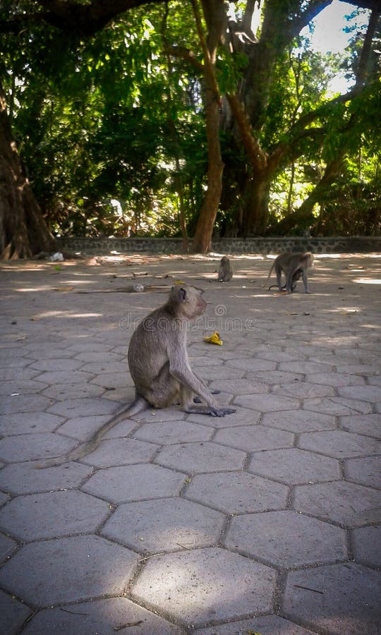 3 Monkeys are Sitting on a Conblock Road with a Background of Green ...