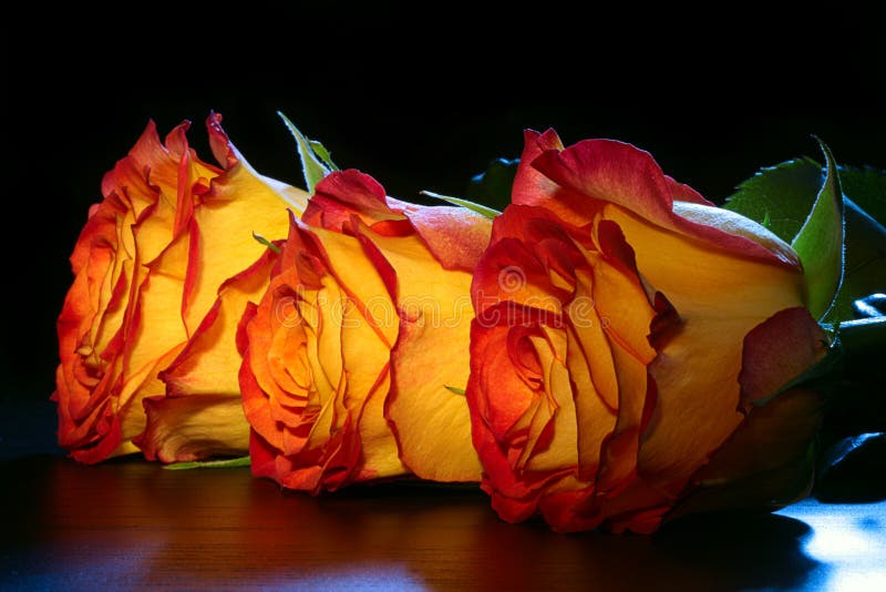 Orange Roses in glass vase stock image. Image of romantic - 2703143