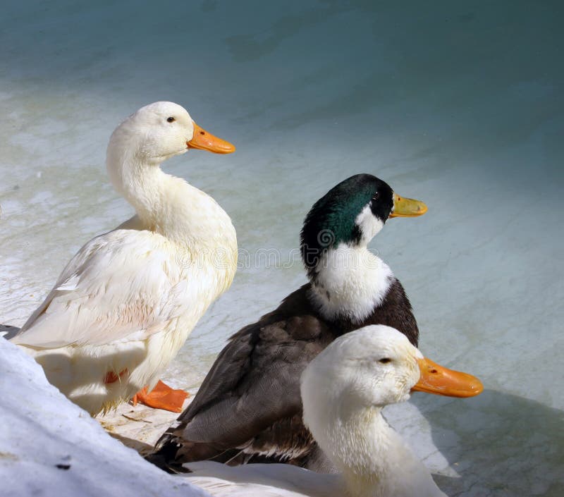 3 patos foto de archivo. Imagen de brillante, caras, blanco - 80990