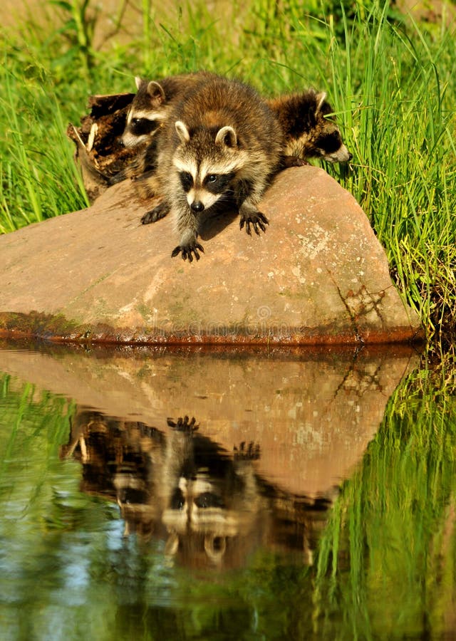 3 Raccoons with Water Reflections Stock Photo - Image of bandit, pond ...