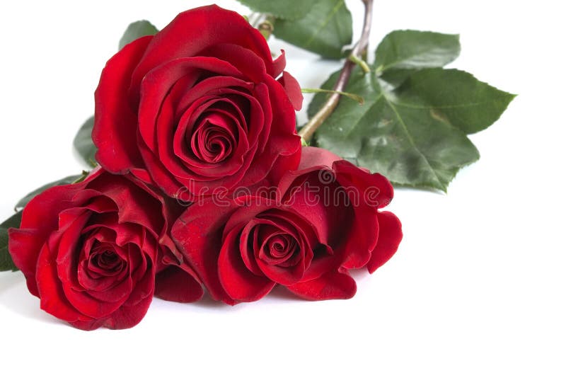 3 roses stock photo. Image of details, petals, color, love - 4777506