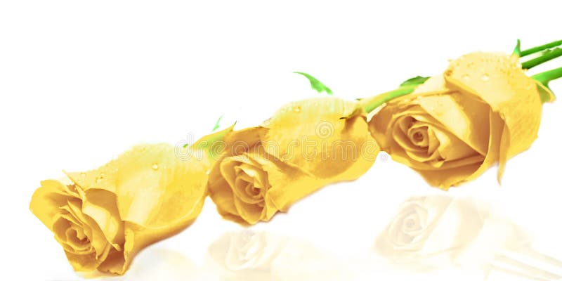 3 rozen stock foto. Image of bloem, boeket, aanbieden - 13610786