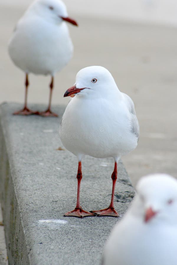 3 Seagulls stock photo. Image of ocean, legs, bird, australia - 3541794