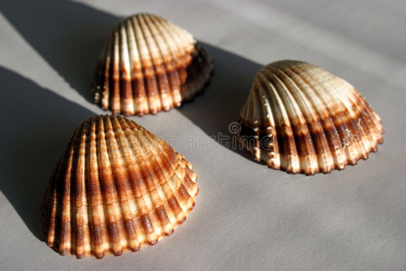 3 shells stock photo. Image of shells, creme, pearl, brown - 64528