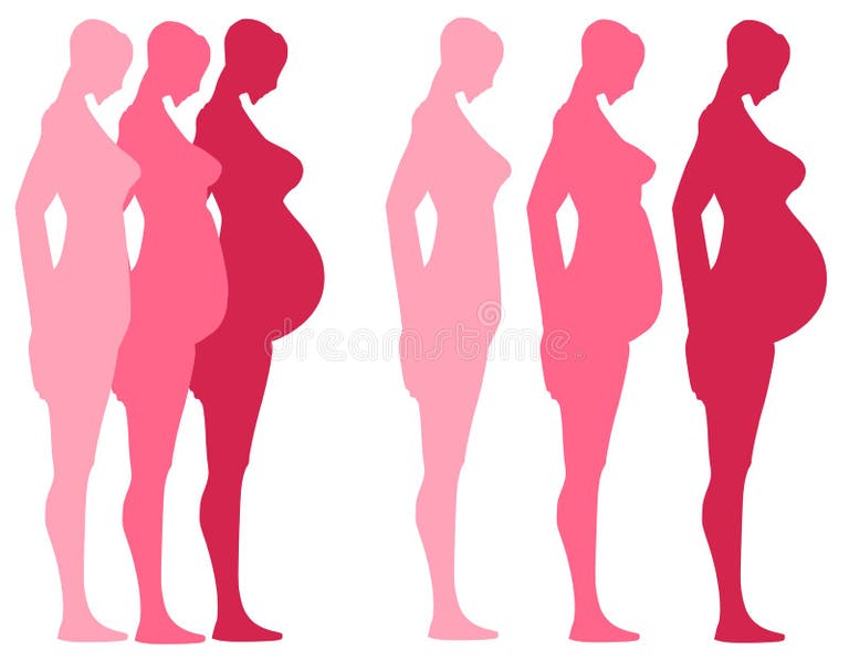 Pregnancy Trimesters Stock Illustrations – 153 Pregnancy Trimesters ...