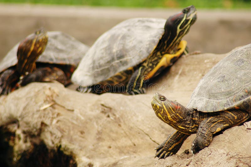 3 turtles stock photo. Image of water, teamwork, together - 191616