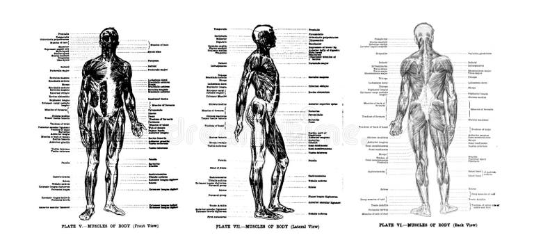 3 Views of the Human Skeleton Editorial Image - Illustration of vintage ...