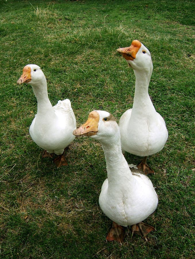 3 white geese stock photo. Image of domestic, colourful - 1318598