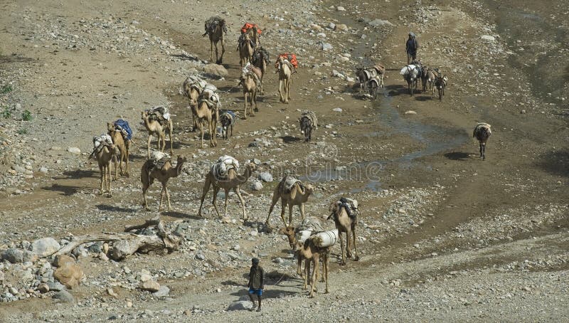 3 wielbłądów karawana fotografia editorial. Obraz złożonej z ...