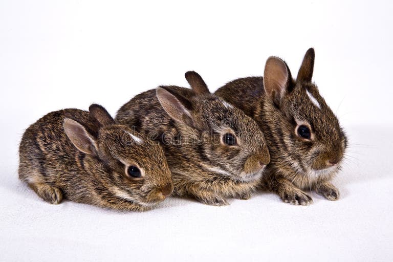 3 wild baby rabbits stock photo. Image of soft, siblings - 6442028