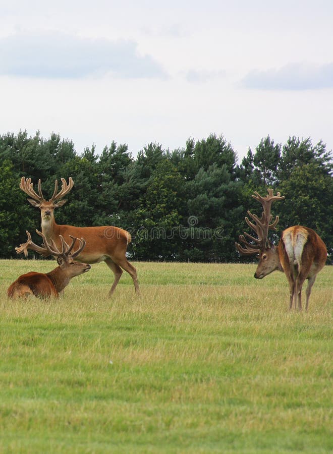 Grazing Red Stags On A Meadow In Front Of A Steep Rocky Cliff With ...