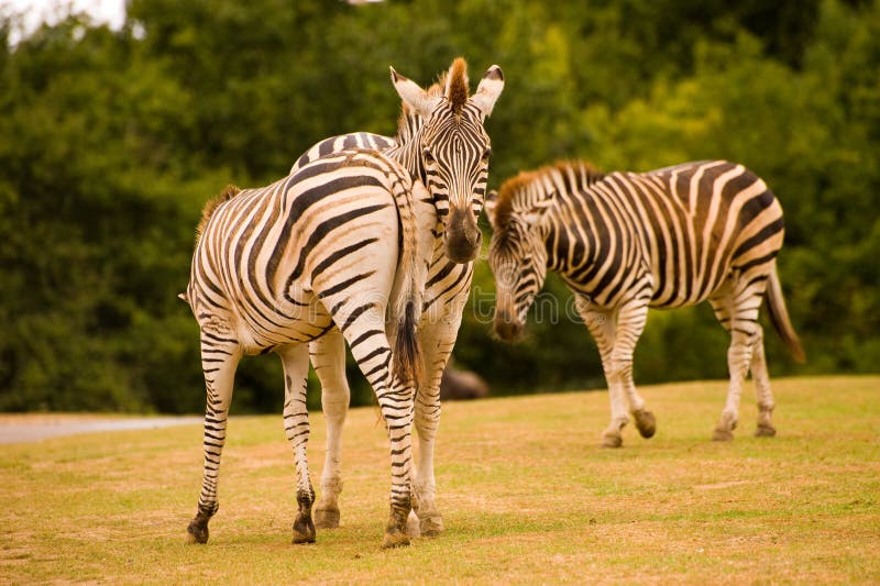 3 zebras stock image. Image of lines, graceful, mammal - 10734799