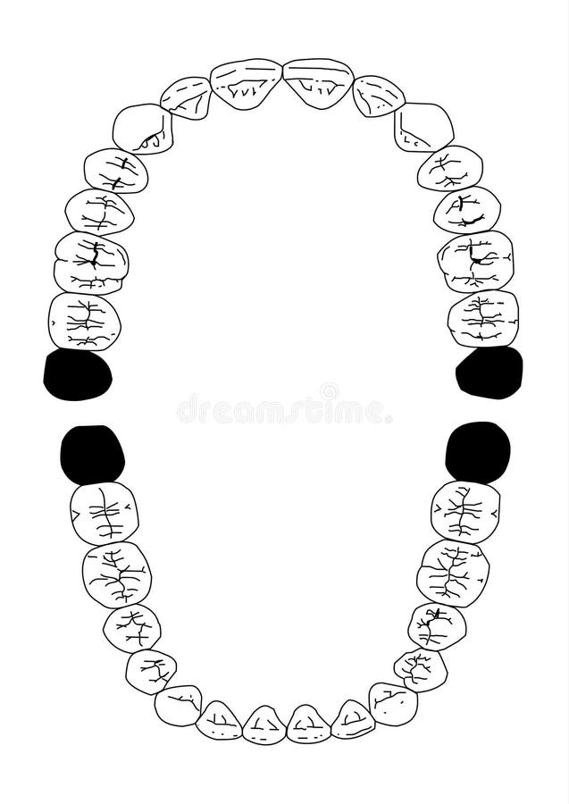 Teeth chart tooth stock vector. Illustration of dental - 84523195