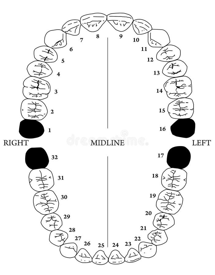 32 teeth stock illustration. Illustration of dental, orthodontist - 9620958