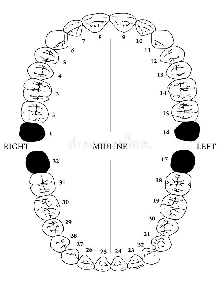 Teeth Stock Illustrations – 360,730 Teeth Stock Illustrations, Vectors ...