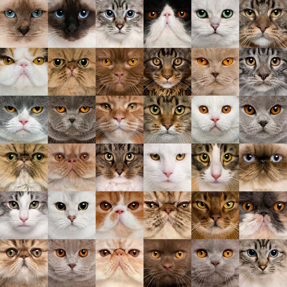 36 cat heads stock photo. Image of oriental, coon, headshot - 18813032
