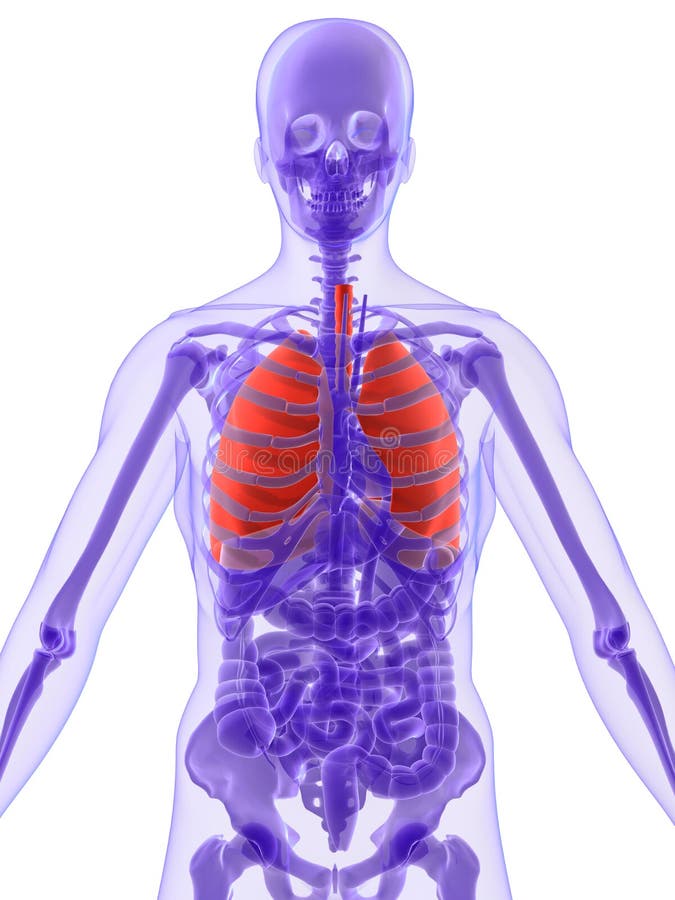 3d anatomia - polmone illustrazione di stock. Illustrazione di doloroso ...