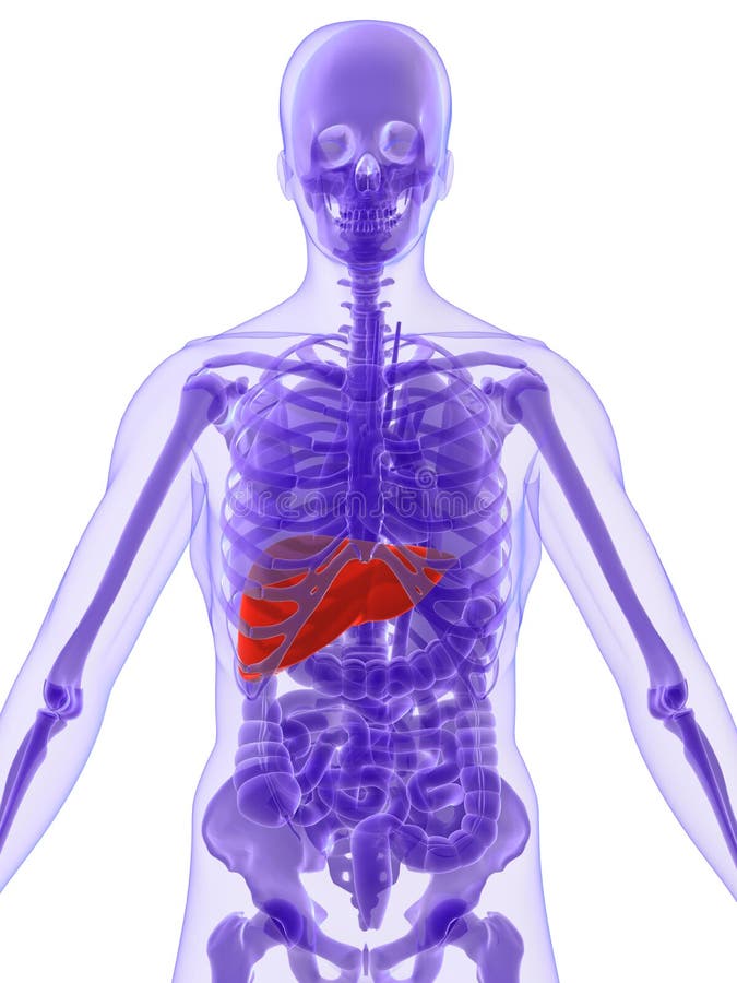 3d Anatomie - Leber stock abbildung. Illustration von anatomie - 4831831