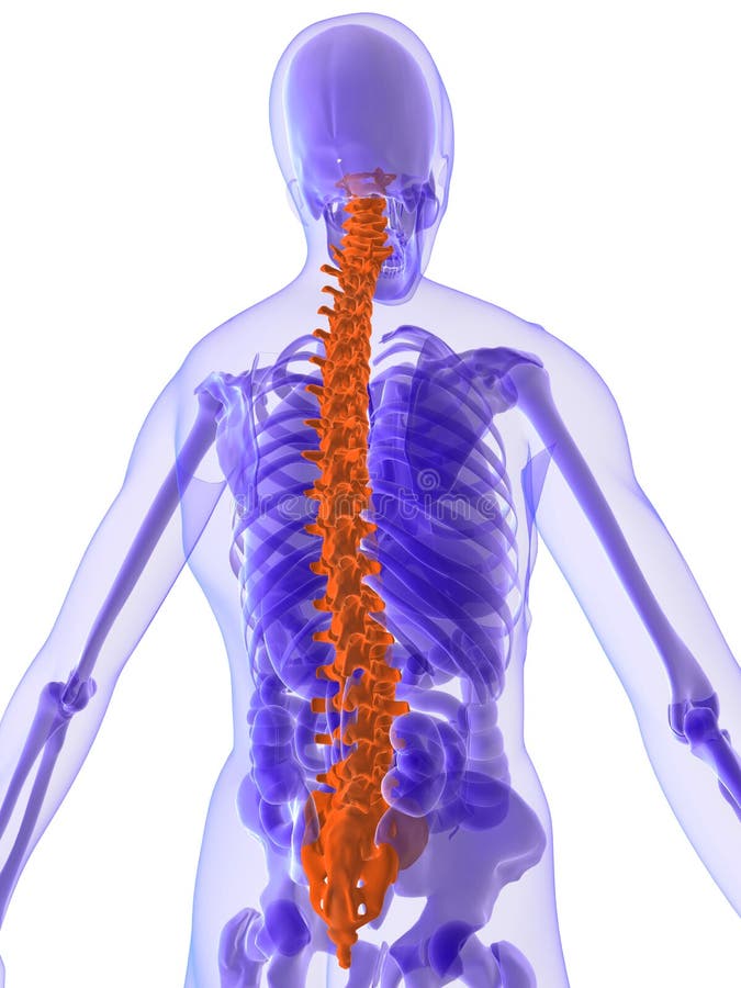 3d anatomy - spine stock illustration. Illustration of biology - 4831840
