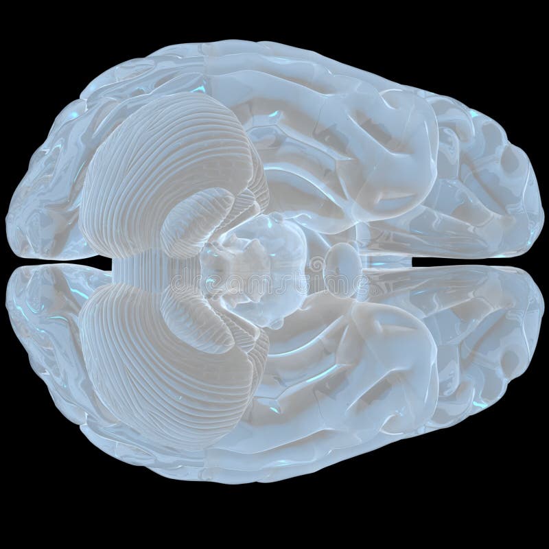 3D Brain stock illustration. Illustration of head, health - 17974321
