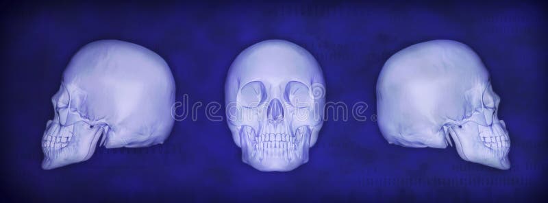 3d concept human sculls stock illustration. Illustration of brain - 9544185