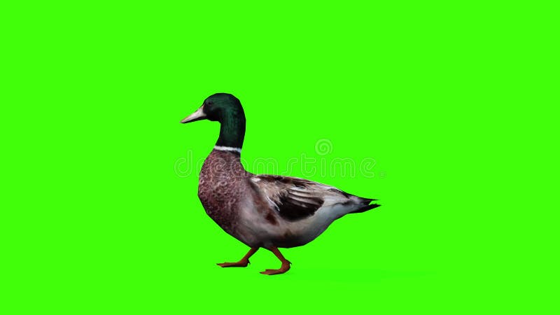 3D Goose Bird Walking Loop on Chroma Key with Back View. Stock Footage ...