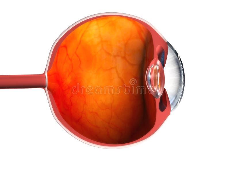 3d Render of Human Eye Anatomy Stock Illustration - Illustration of ...