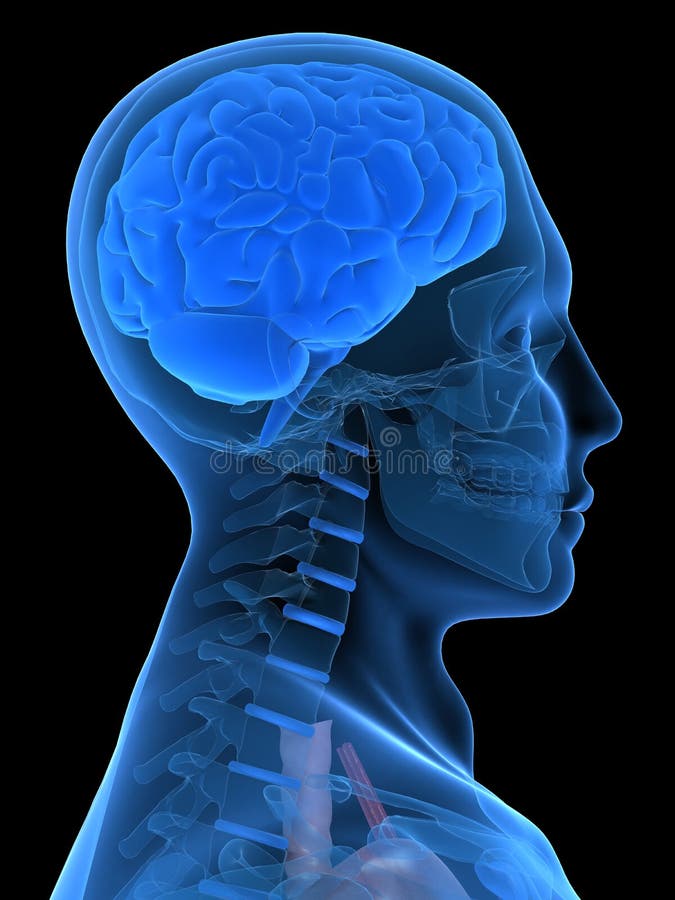 3d hersenen stock illustratie. Illustration of klem, cerebra - 3576792