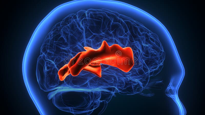 3d Illustration of Brain Middle Temporal Gyrus Anatomy Stock ...