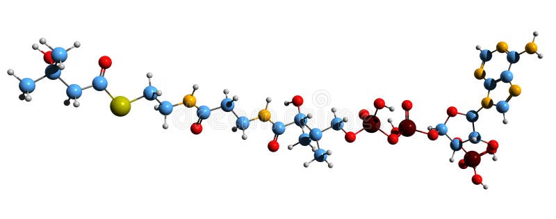 Beta-hydroxy Beta-methylbutyric Acid (HMB) Leucine Metabolite Molecule ...