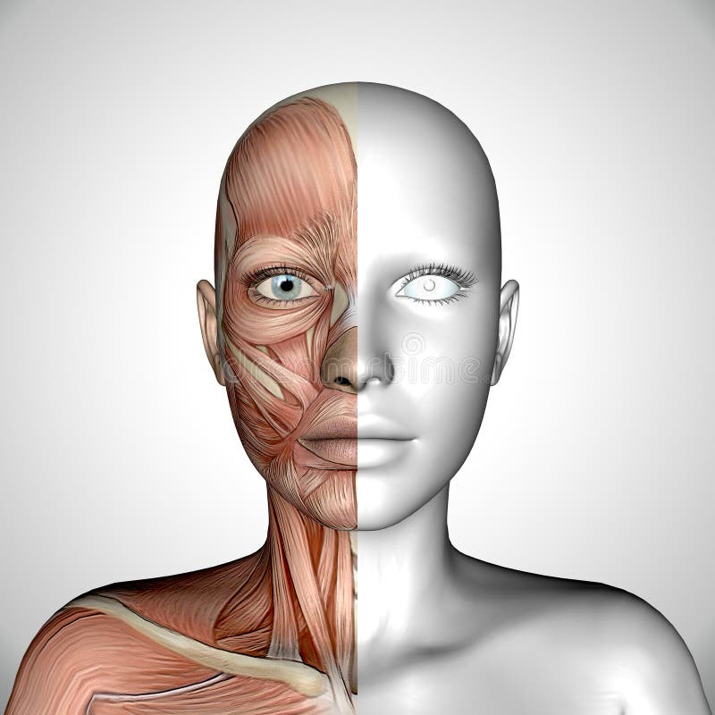 3D Medical Female Face with Half Showing Muscle Map Stock Illustration ...