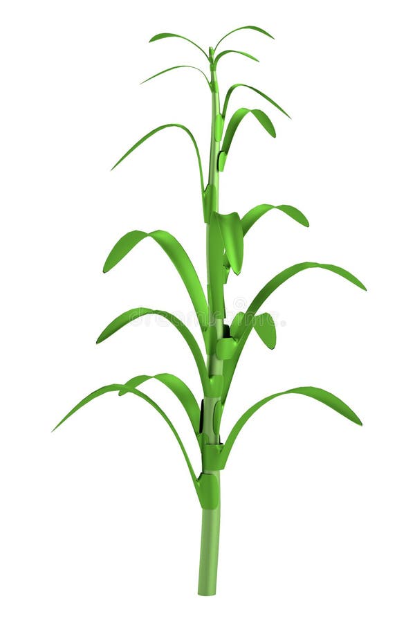 Corn Stalk Cartoon Stock Illustrations – 449 Corn Stalk Cartoon Stock ...