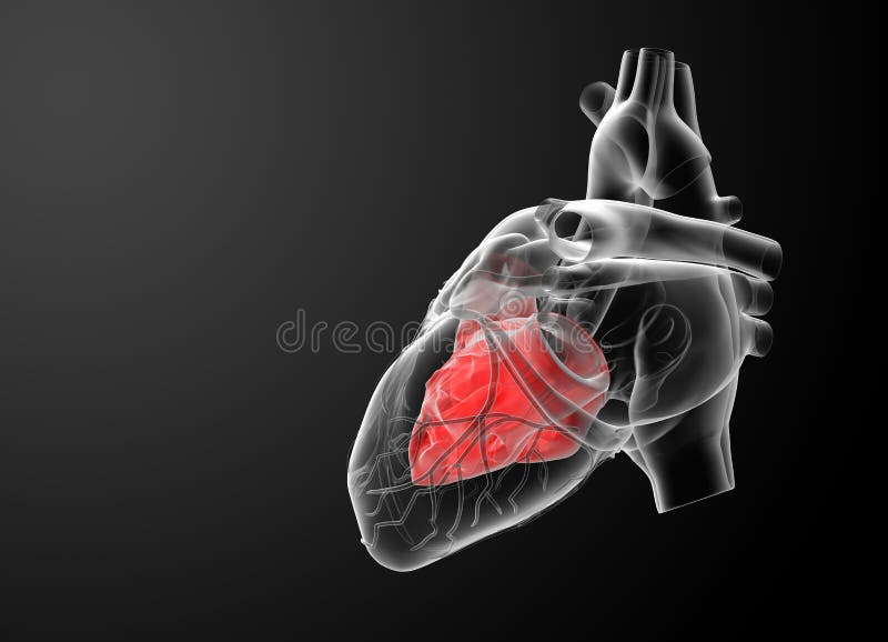 Human Heart Side View Stock Illustrations – 661 Human Heart Side View ...