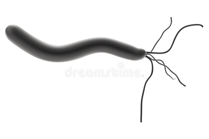 3d Render of Helicobacter Pylori Stock Illustration - Illustration of ...