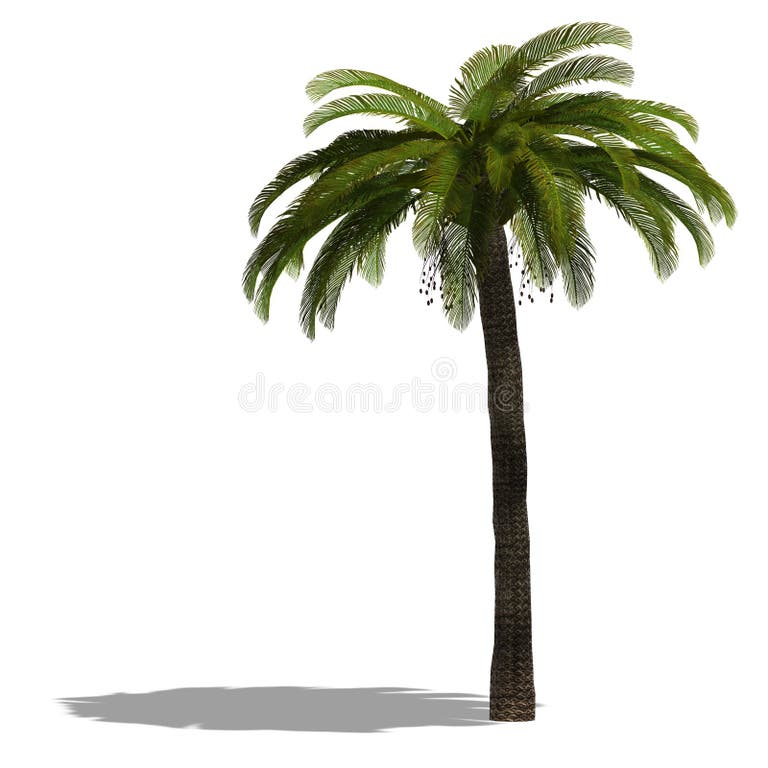 Palm Path Stock Illustrations – 9,443 Palm Path Stock Illustrations ...
