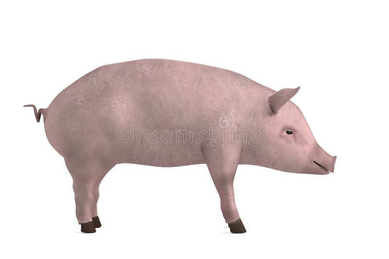 3d render of pig stock illustration. Illustration of render - 37703006