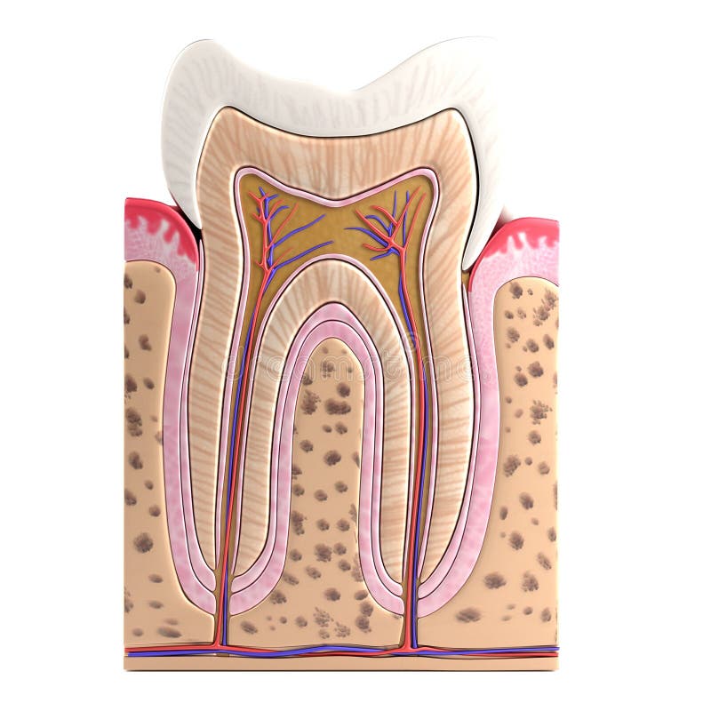 3d render of tooth anatomy stock illustration. Illustration of human ...