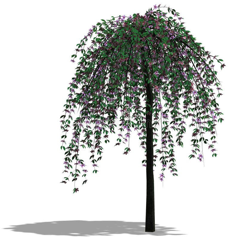 3D Render of a Tree stock illustration. Illustration of twig - 9407781
